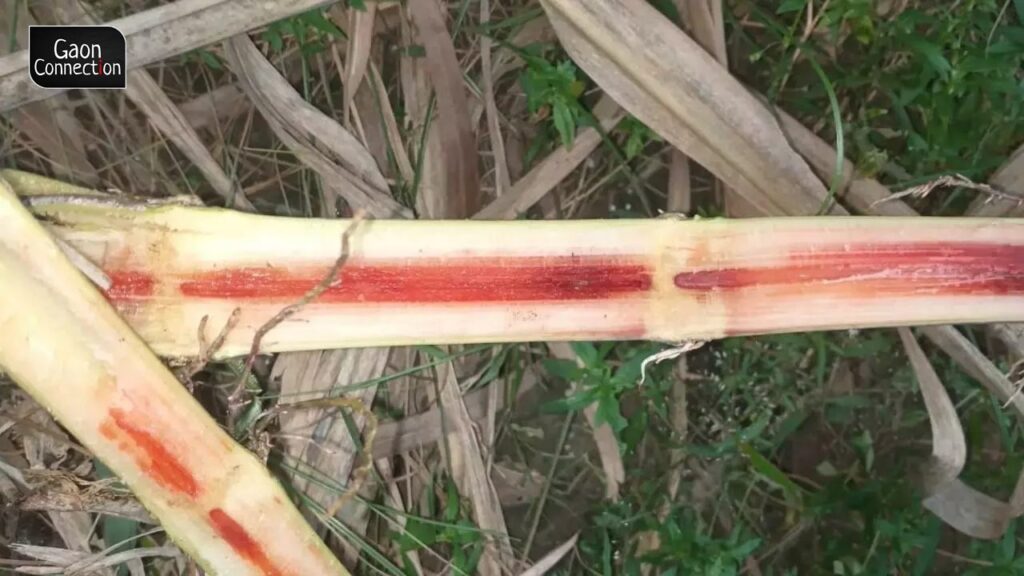 Gaon Connection : India's Biggest Rural Media Platform