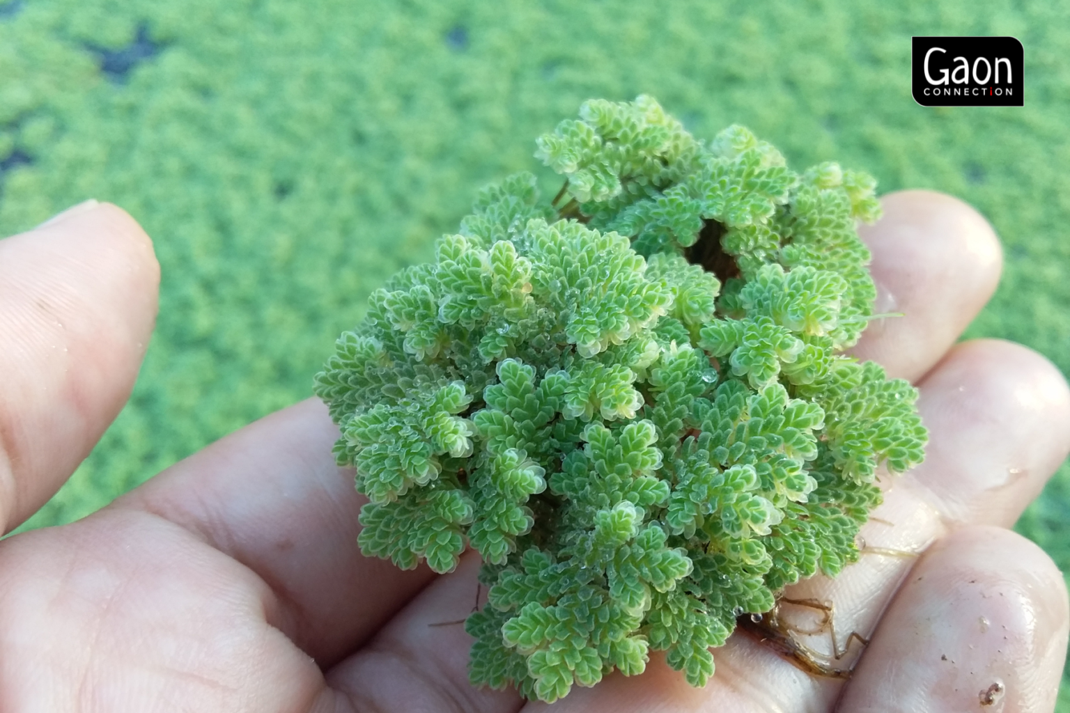 A cool school in the Thar desert provides free education to rural girls