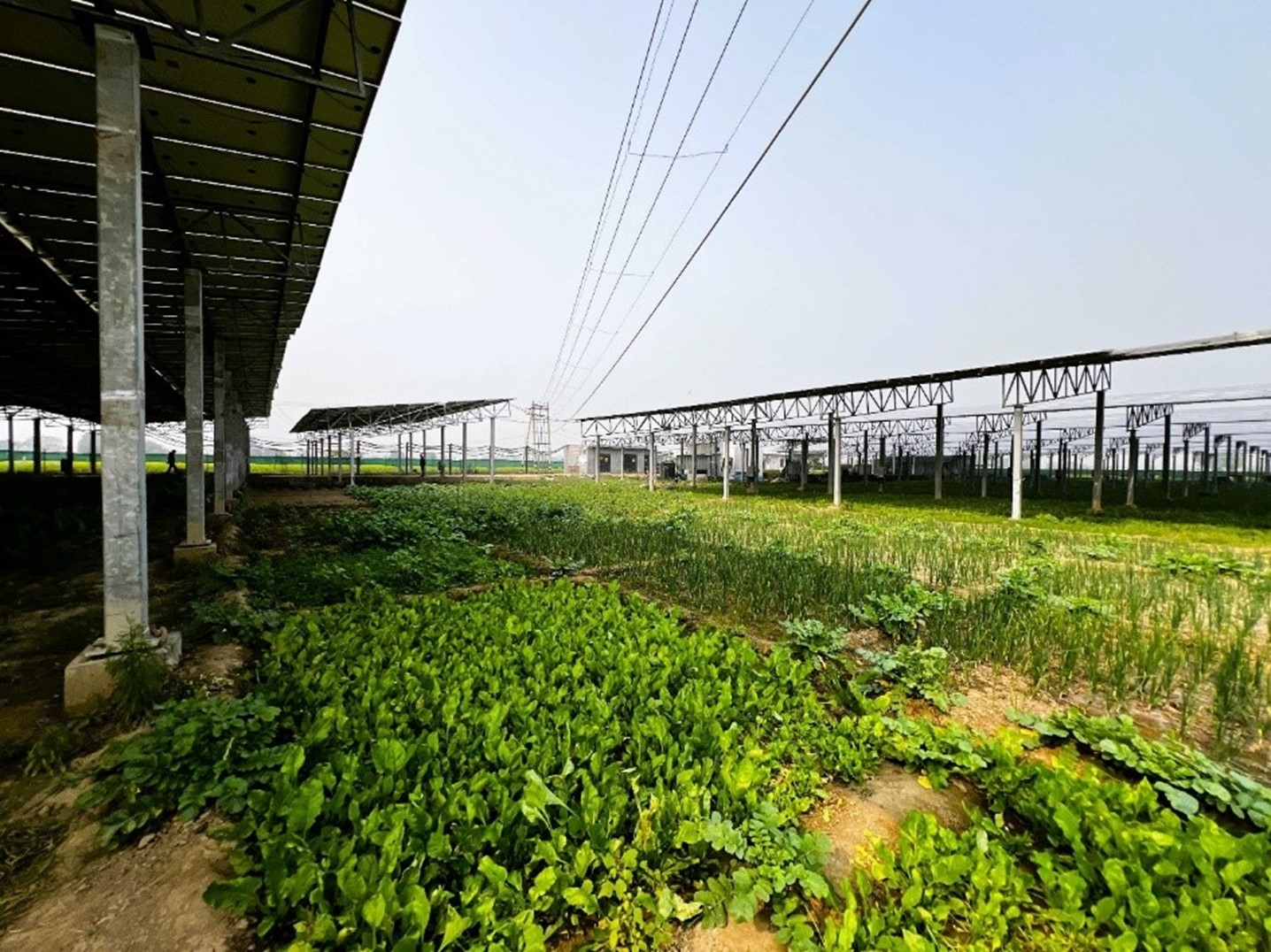 Agrivoltaics: A Pathway to Sustainable Livelihoods and Renewable Energy ...