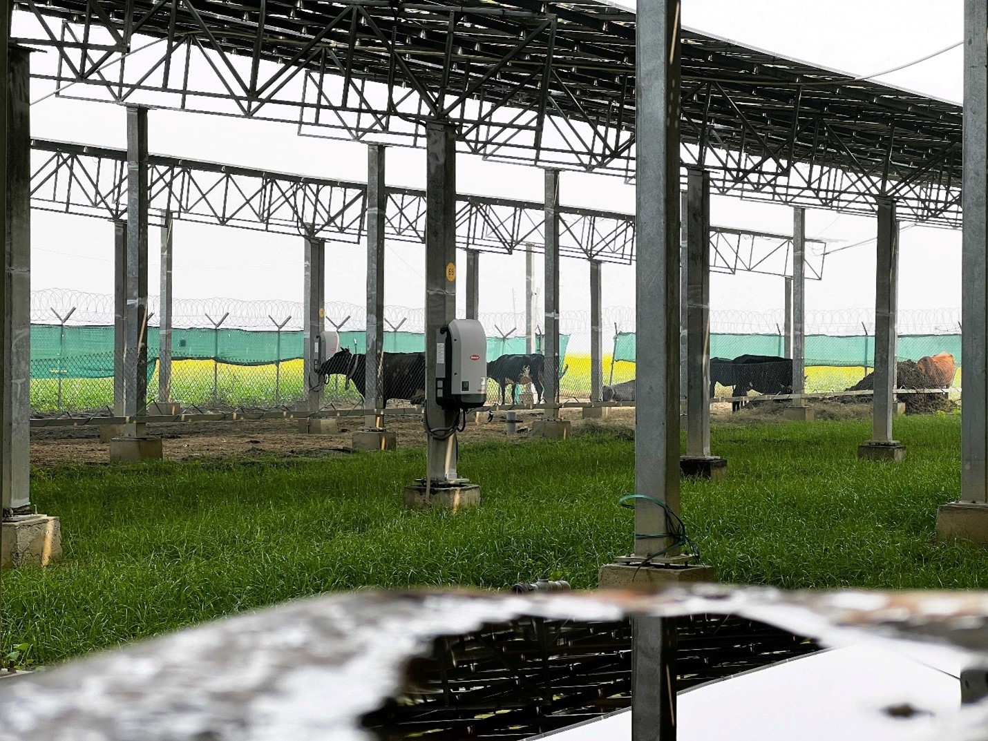 Agrivoltaics: A Pathway to Sustainable Livelihoods and Renewable Energy - Gaon Connection ...