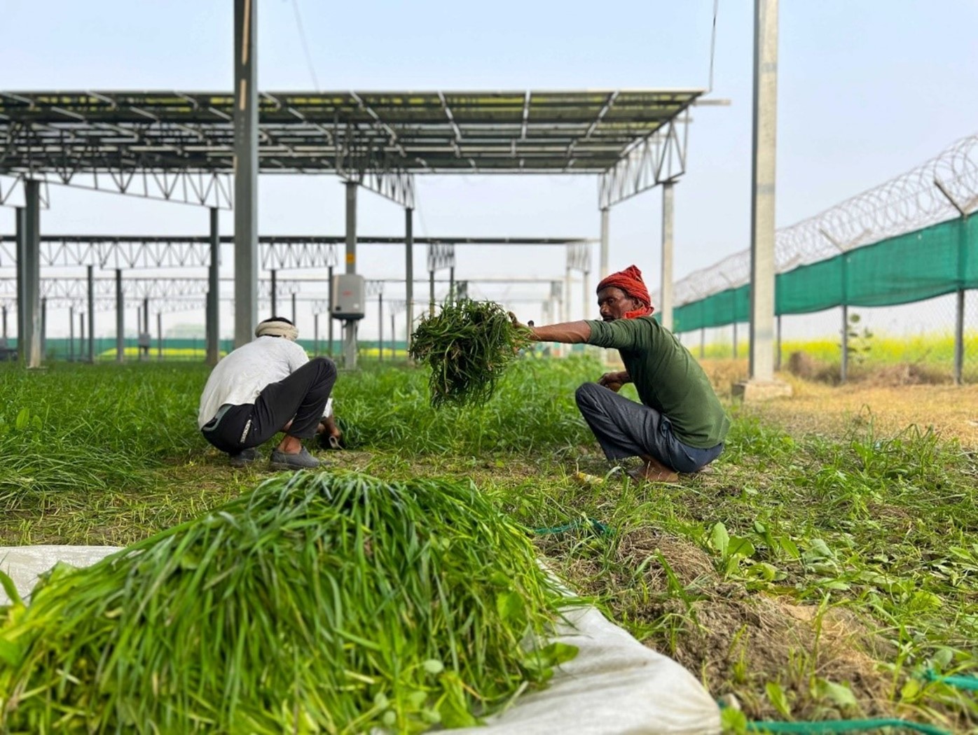 Agrivoltaics: A Pathway to Sustainable Livelihoods and Renewable Energy ...