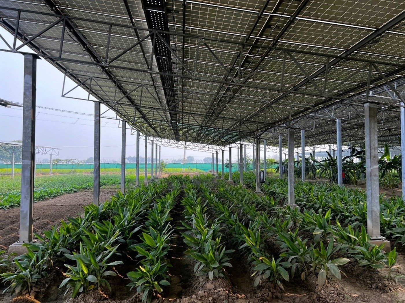 Agrivoltaics: A Pathway to Sustainable Livelihoods and Renewable Energy ...